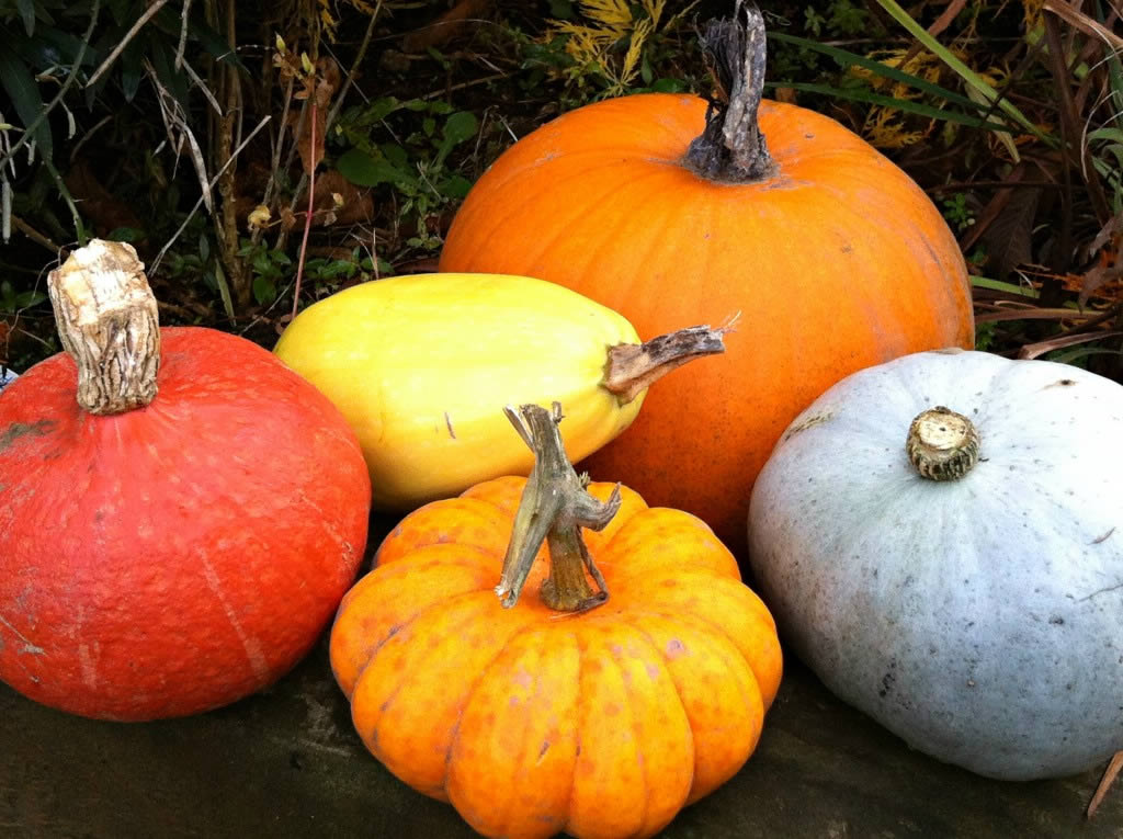 pumpkins - Eat Drink Live Well